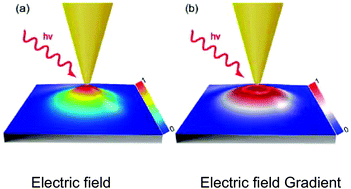 Plexcitons, electric field gradient and electron–phonon coupling in tip ...