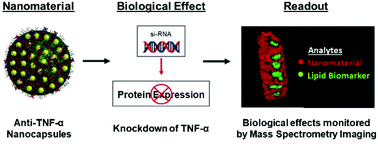Nanodelivery vehicles induce remote biochemical changes in vivo ...
