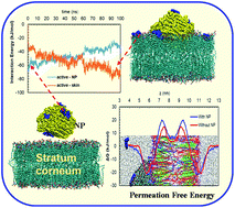 Molecular dynamics simulations to elucidate translocation and ...