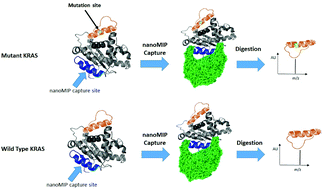 Mass spectrometric detection of KRAS protein mutations using molecular ...