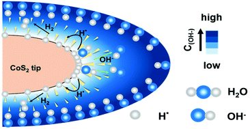 CoS2 needle arrays induced a local pseudo-acidic environment for ...