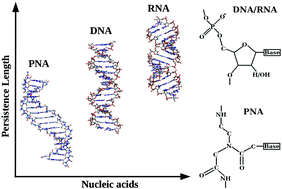 Nanoscale structures and mechanics of peptide nucleic acids - Nanoscale ...
