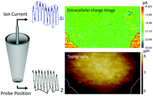 Gauging surface charge distribution of live cell membrane by ionic current change using scanning ...