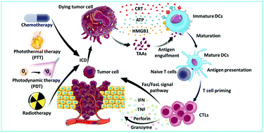 Chemotherapeutic drug-induced immunogenic cell death for nanomedicine ...