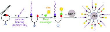 Versatile thiolactone-based conjugation strategies to polymer ...