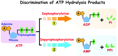 A sensor array based on DNA-wrapped bimetallic zeolitic imidazolate ...