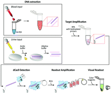 CRISPR-dCas9 based DNA detection scheme for diagnostics in resource ...