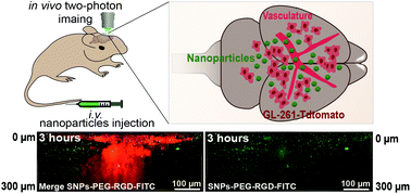 Real-time in vivo imaging reveals specific nanoparticle target binding ...