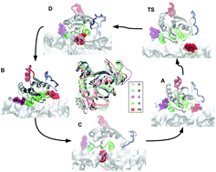 Predicting the conformational variability of oncogenic GTP-bound G12D ...