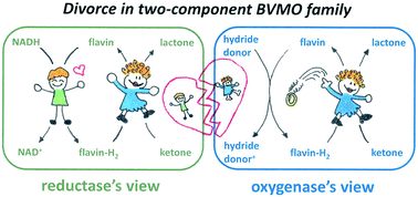 Divorce in the two-component BVMO family: the single oxygenase for ...