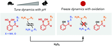 Tuning the exchange dynamics of boronic acid hydrazones and oximes with ...
