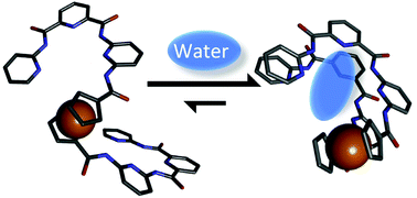 Water binding stabilizes stacked conformations of ferrocene containing ...