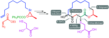 Synthesis of the fungal macrolide berkeleylactone A and its inhibition of microbial biofilm ...