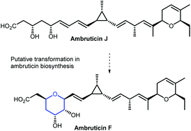 Ambruticins: tetrahydropyran ring formation and total synthesis ...
