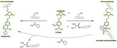 A 2-formylphenylboronic acid (2FPBA)-maleimide crosslinker: a versatile ...