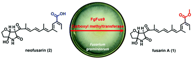 Characterization of a carboxyl methyltransferase in Fusarium ...