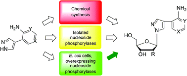 Novel fleximer pyrazole-containing adenosine analogues: chemical ...