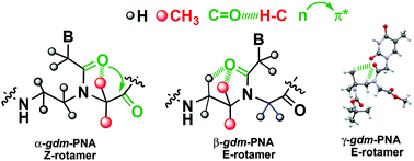 Gem-dimethyl peptide nucleic acid (α/β/γ-gdm-PNA) monomers: synthesis ...