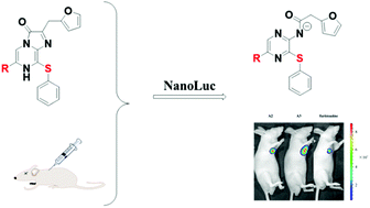 Novel furimazine derivatives for nanoluciferase bioluminescence with ...