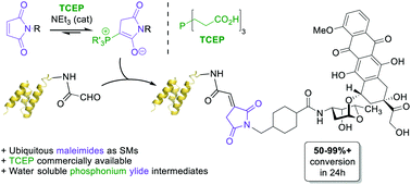 The Wittig bioconjugation of maleimide derived, water soluble ...