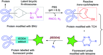 Chemical trigger-enabled bioconjugation reaction - Organic ...