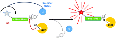 Generation of a quenched phosphonate activity-based probe for labelling ...