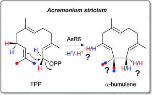Stereochemical characterisation of the non-canonical α-humulene ...