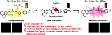A novel dual-functional fluorescent probe for imaging viscosity and ...