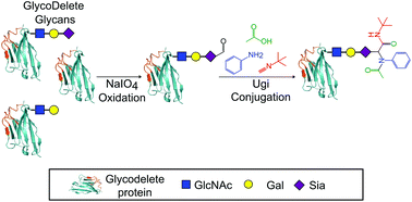 GlyConnect-Ugi: site-selective, multi-component glycoprotein conjugations through GlycoDelete ...
