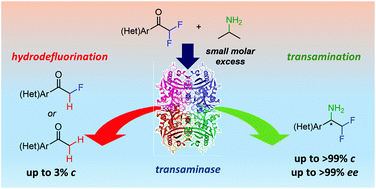 Transaminases as suitable catalysts for the synthesis of enantiopure β ...