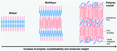 Hierarchical ordering and multilayer structure of poly(ε-caprolactone ...