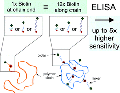 The role of the biotin linker in polymer antibody mimetics, iBodies, in ...