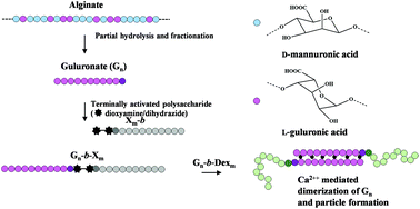 Alginate-based diblock polymers: preparation, characterization and Ca ...
