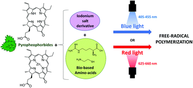 Bio-based porphyrins pyropheophorbide a and its Zn-complex as visible ...