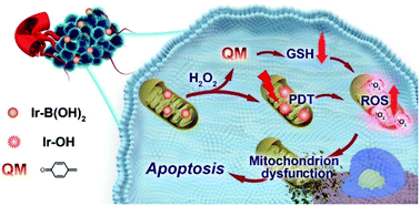 A mitochondrial-targeting iridium(iii) complex for H2O2-responsive and ...