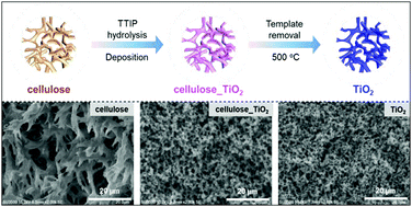 Hierarchically porous TiO2 monolith prepared using a cellulose monolith ...
