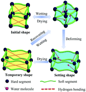 Water-responsive shape memory thermoplastic polyurethane scaffolds triggered at body temperature ...