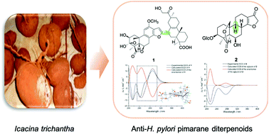 Pimarane-derived diterpenoids with anti-Helicobacter pylori activity ...