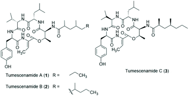 Total synthesis and stereochemistry establishment of tumescenamide A ...