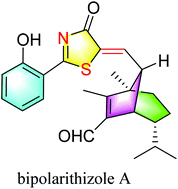 Bipolarithizole A, an antifungal phenylthiazole-sativene ...