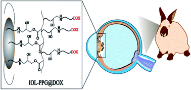 Facile multifunctional IOL surface modification via poly(PEGMA-co-GMA ...