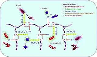 Piperazine based antimicrobial polymers: a review - RSC Advances (RSC ...