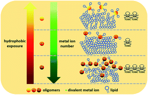 Regulation of divalent metal ions to the aggregation and membrane ...