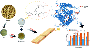 Improved performance of soy protein adhesive with melamine–urea ...