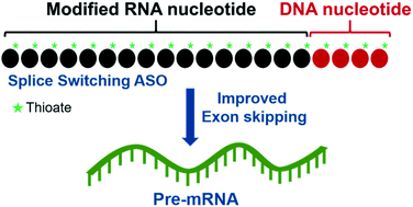 Evaluation of DNA segments in 2′-modified RNA sequences in designing efficient splice switching ...