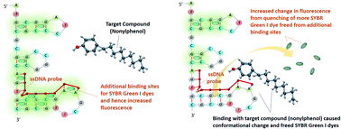 Single-stranded DNA probe paired aptasensor with extra dye binding ...