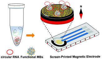 A PCR-free screen-printed magnetic electrode for the detection of ...