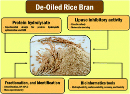 An in vitro study of lipase inhibitory peptides obtained from de-oiled ...