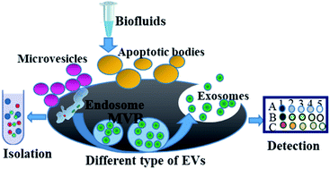 A perspective on the isolation and characterization of extracellular ...
