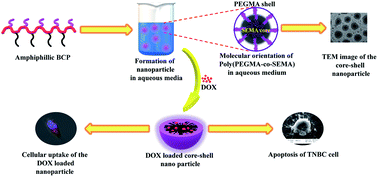 RAFT polymerization mediated core–shell supramolecular assembly of ...